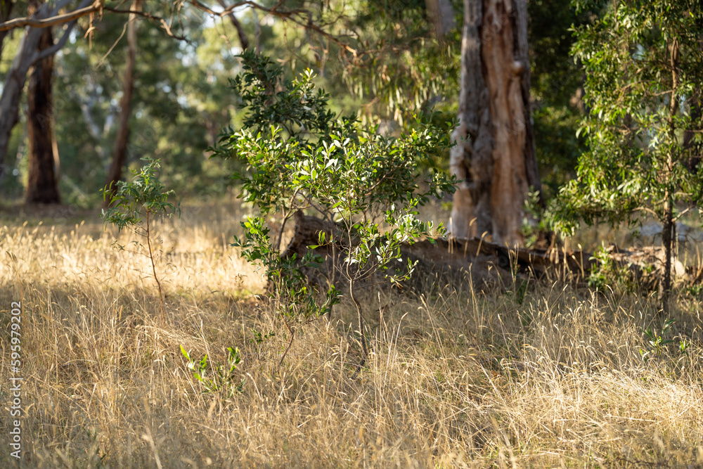 Trees and shrubs in the Australian bush forest. Gumtrees and native ...