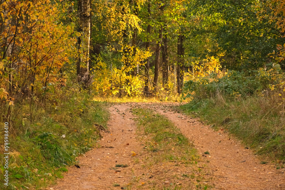 Pathway in the Autumn Forest. Autumnal Park Road. Dry Red Leaves ...