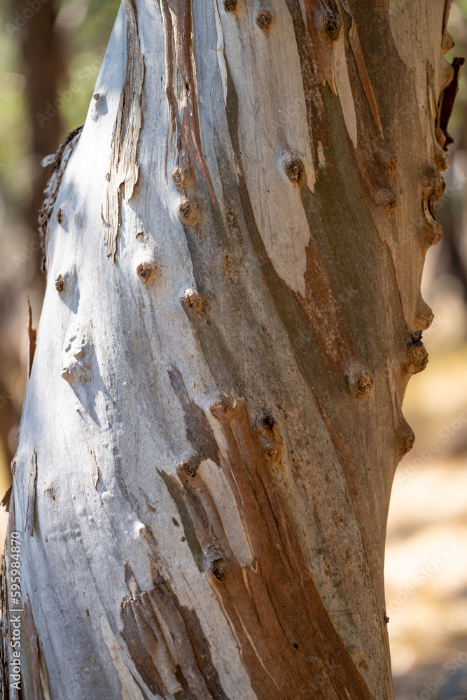 Trees and shrubs in the Australian bush forest. Gumtrees and native ...