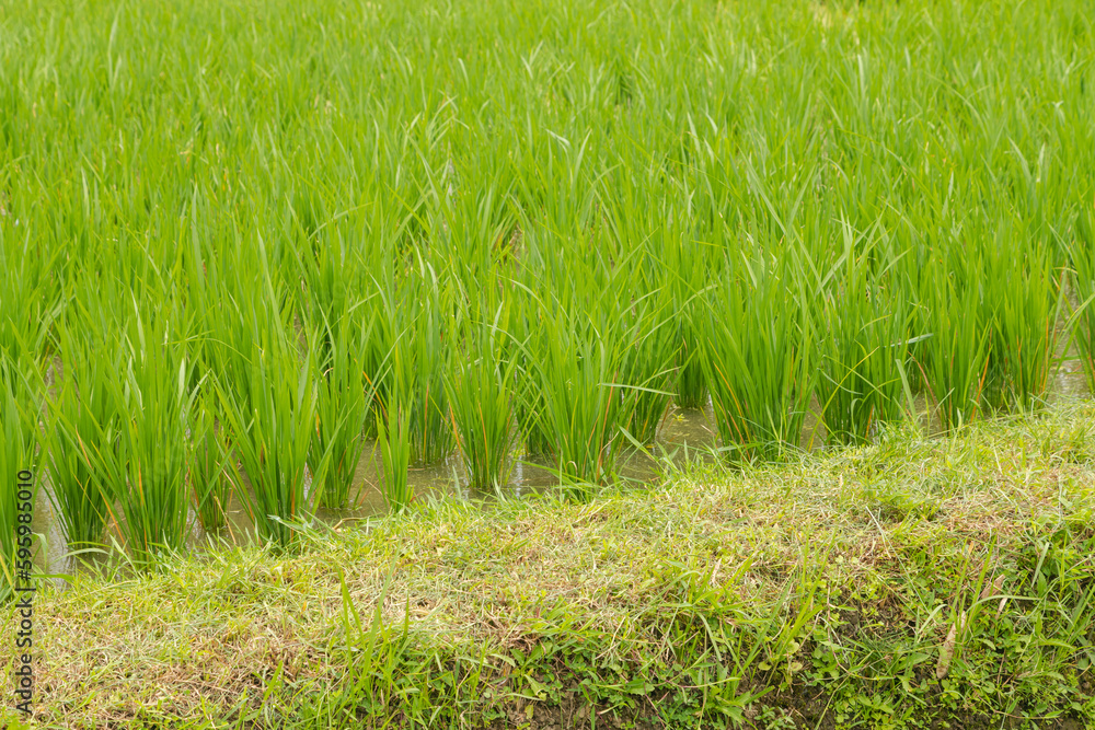 Rice terraces, Campuhan ridge walk, Bali, Indonesia, track on the hill ...