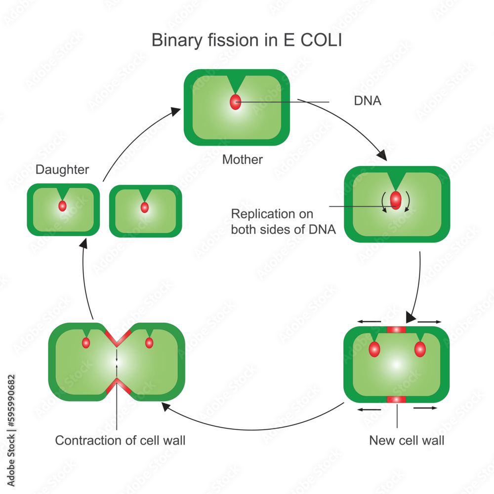 Reproduction in bacteria. vegetative reproduction. Binary fission in E ...