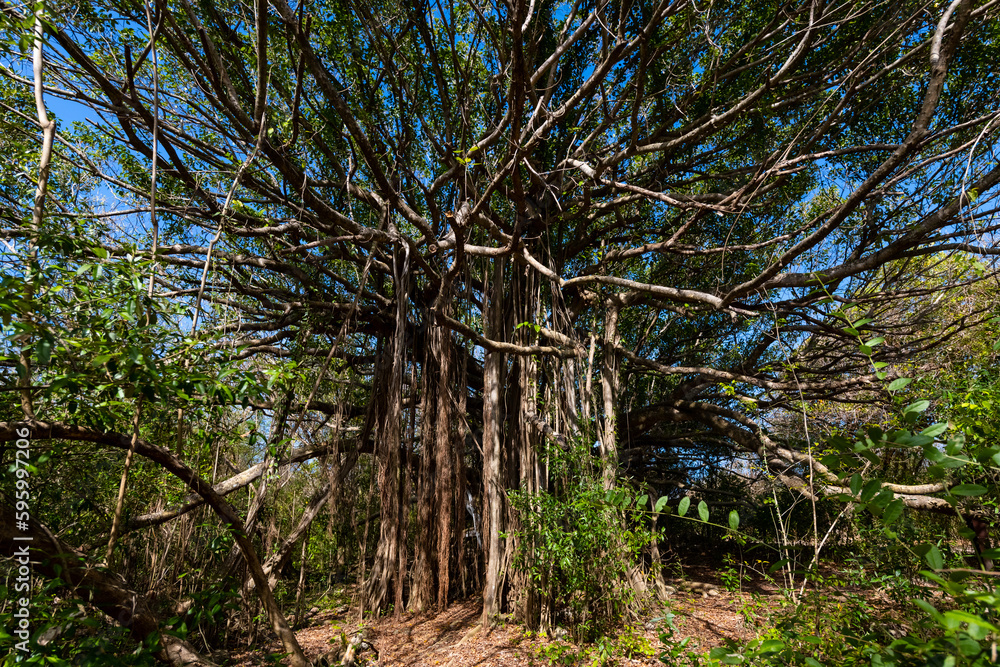 Strangler fig is a tropical plant species in the genus Ficus. Columnar ...