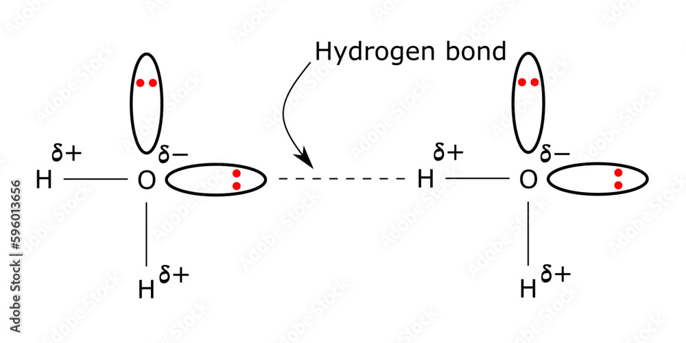 hydrogen bonding water molecules h2o h bond oxygen partial positive ...