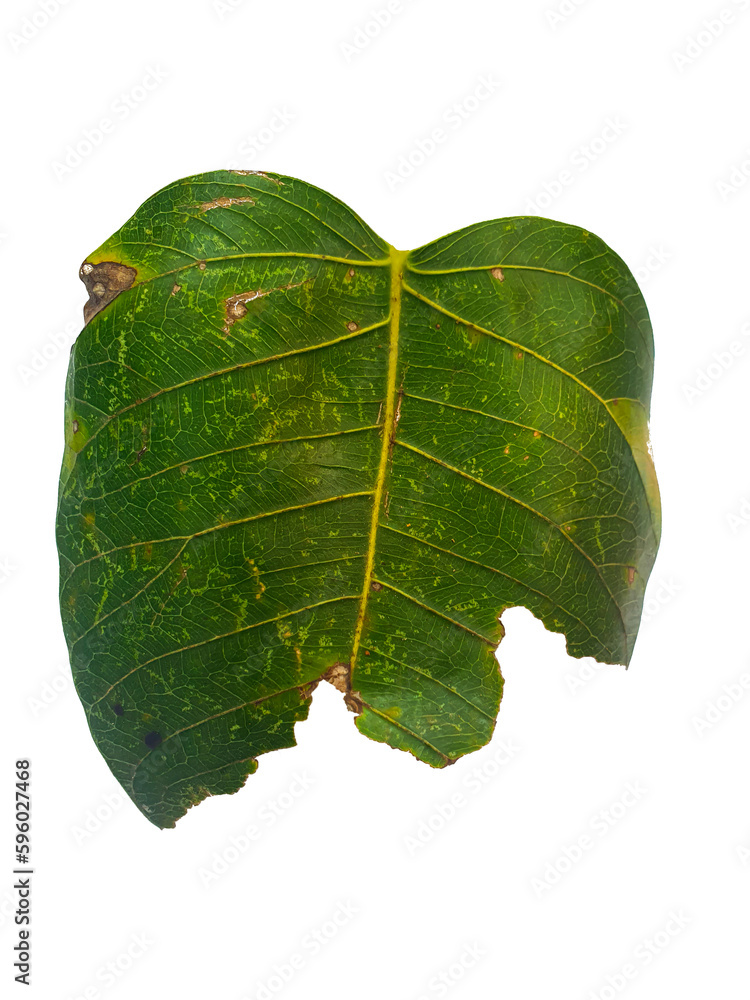 Pho leaves in the evening.Green leaf Pho leaf, (bo leaf, bothi leaf ...