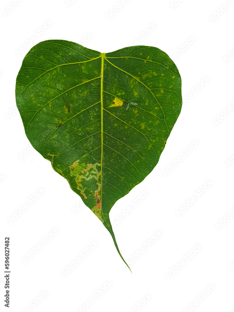 Pho leaves in the evening.Green leaf Pho leaf, (bo leaf, bothi leaf ...