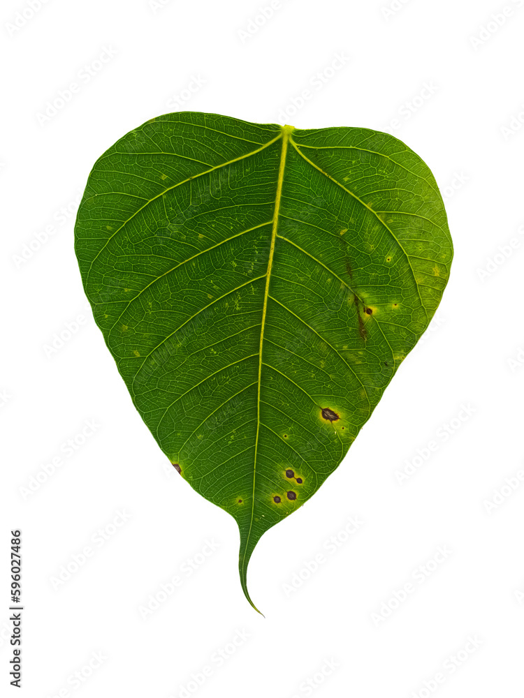 Pho leaves in the evening.Green leaf Pho leaf, (bo leaf, bothi leaf ...