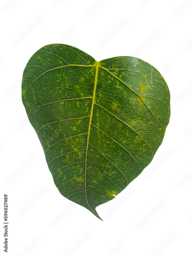 Pho leaves in the evening.Green leaf Pho leaf, (bo leaf, bothi leaf ...