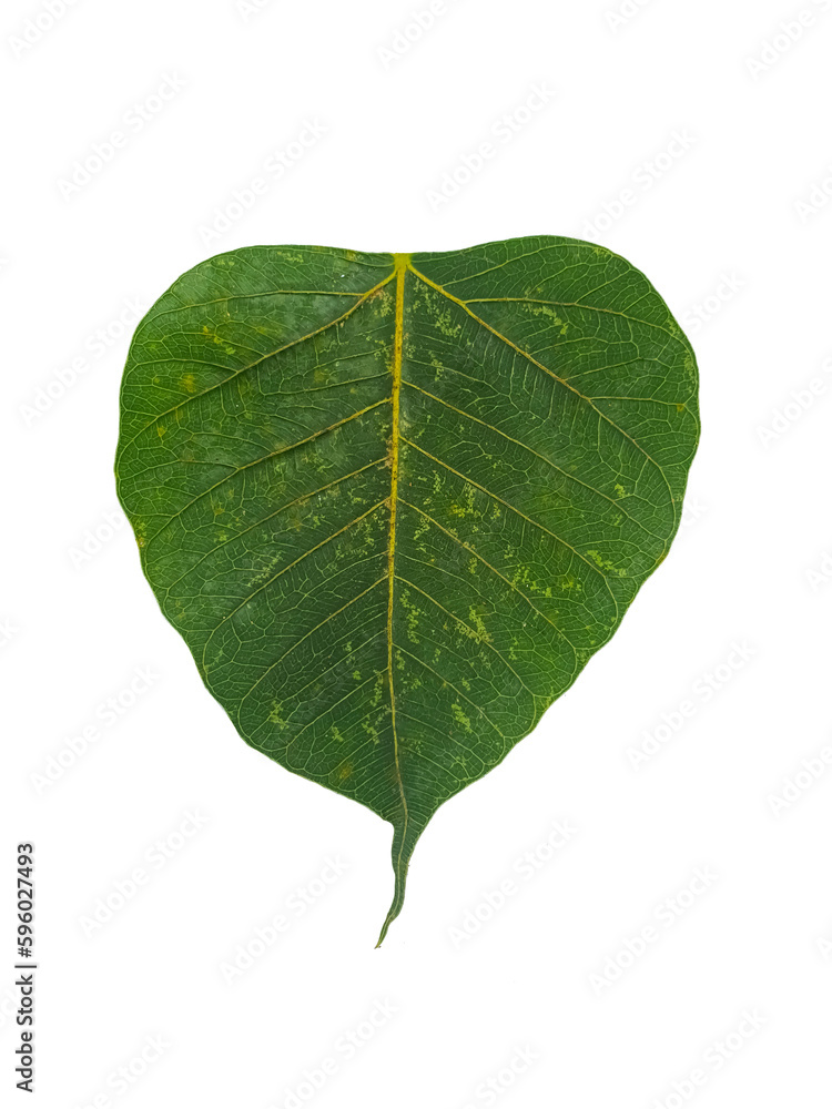 Pho leaves in the evening.Green leaf Pho leaf, (bo leaf, bothi leaf ...