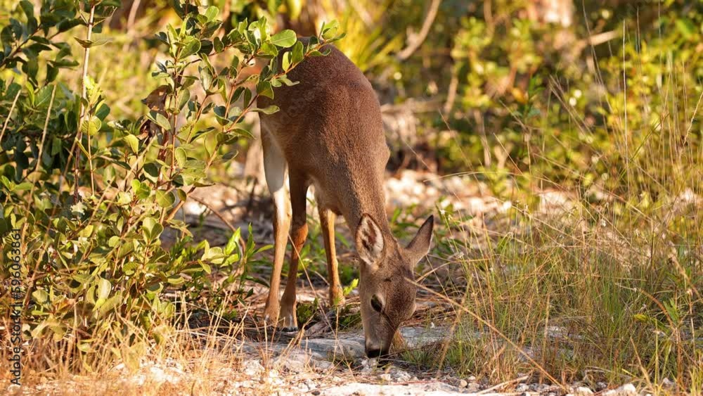 Wideo Stock: Key Deer are an endangered species that lives in the ...
