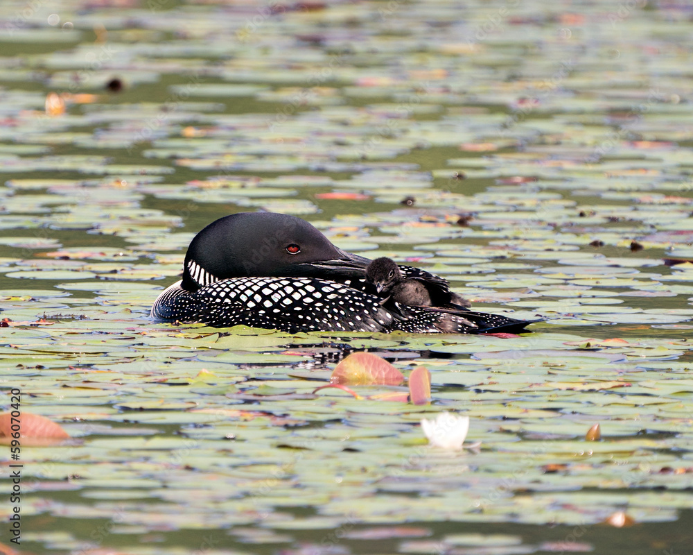 Common Loon Photo. Baby chick loon riding on parent's back and ...