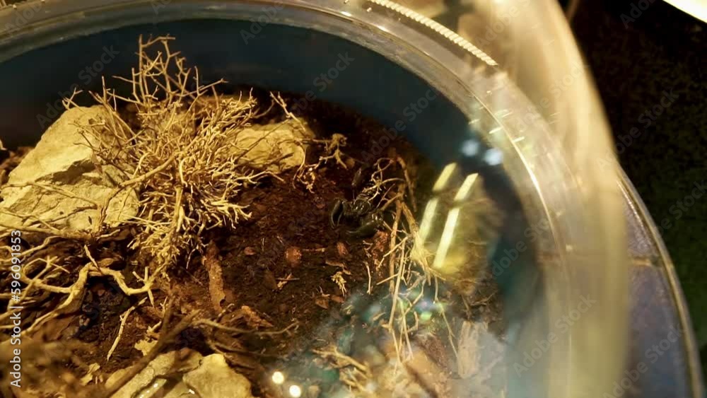 Terrarium with scorpion. Tropicarium-Oceanarium Budapest. The largest ...