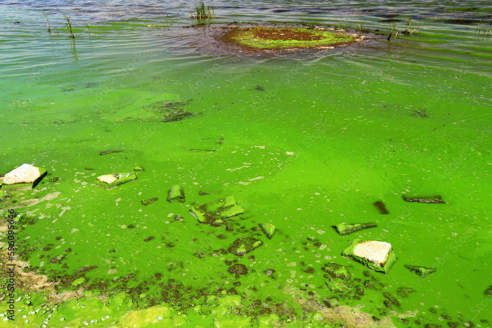 Water pollution by blooming blue-green algae - is world environmental ...
