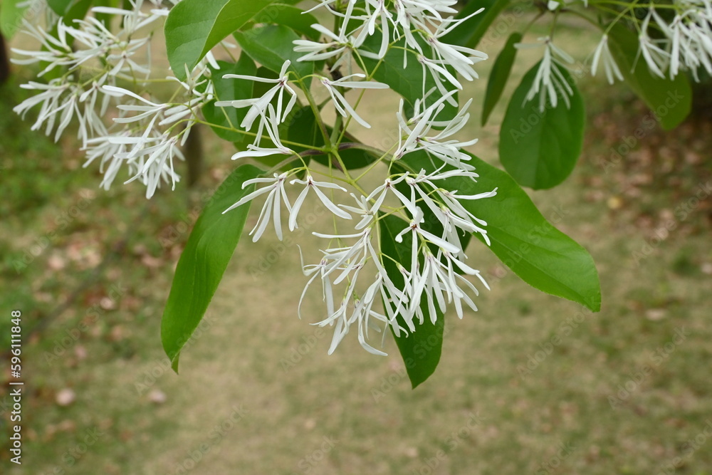 Chinese fringe tree ( Chionanthus retusus ) flowers. Oleaceae Dioecious ...