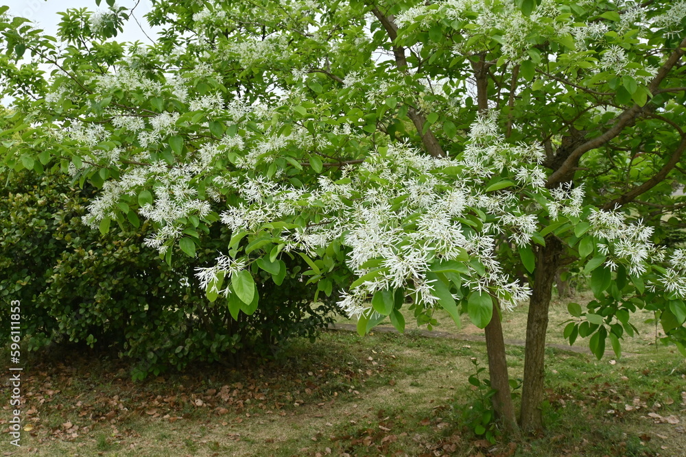 Chinese fringe tree ( Chionanthus retusus ) flowers. Oleaceae Dioecious ...