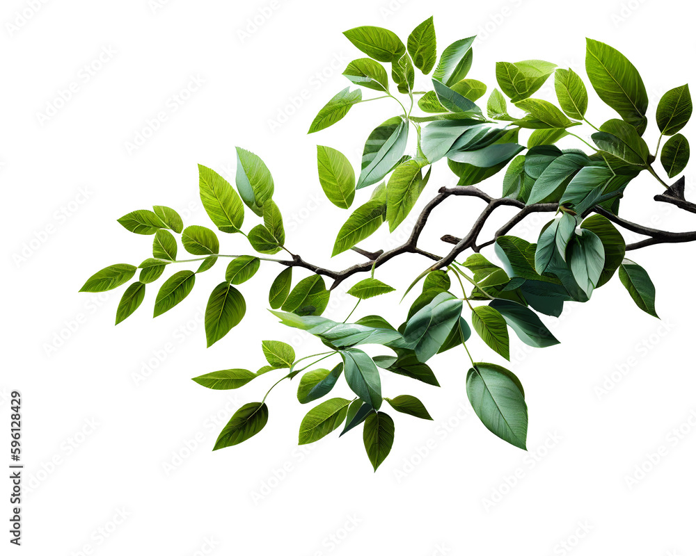 Tree branch with copy space and leaves isolated on clear background for ...