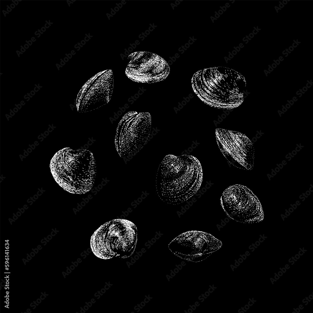 Quahog Clam hand drawing vector isolated on black background. Stock ...