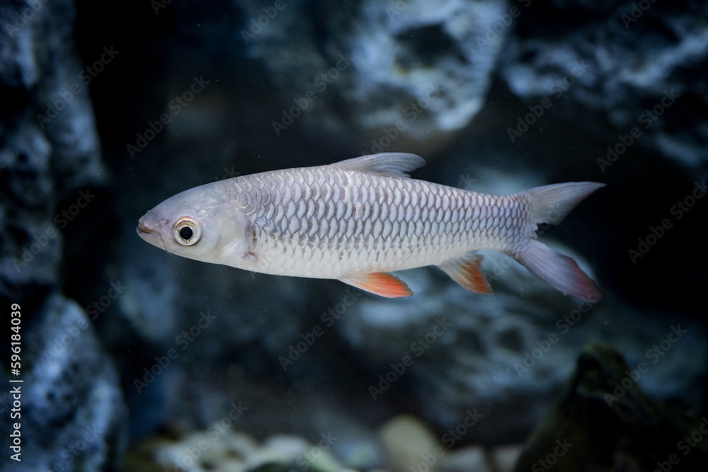 Hoven's carp (Leptobarbus hoevenii; Jelawat in Malay), also known as ...