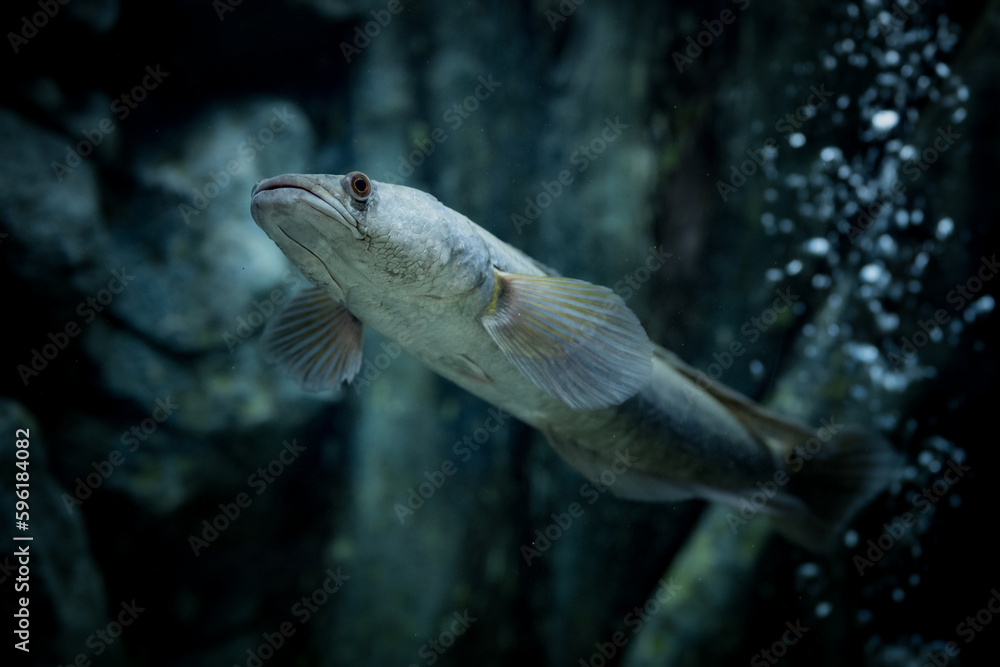 Poster Channa marulius (bullseye snakehead or great snakehead) is a ...