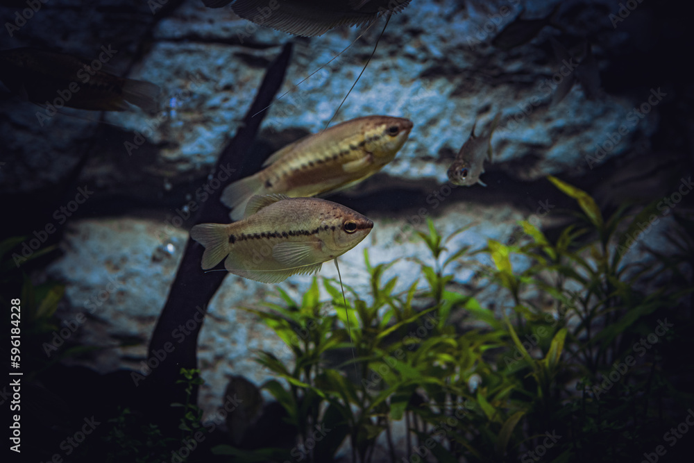 The snakeskin gourami (Trichopodus pectoralis) is a species of gourami ...