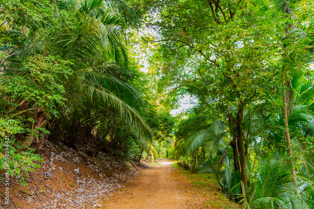 tropical jungle nature vegetation with path among trees. green forest ...