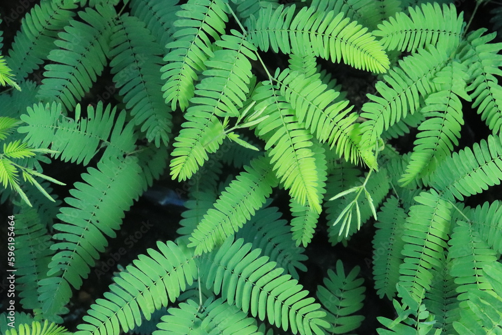 Kaliandra Merah, Calliandra calothyrsus with Young green calliandra ...
