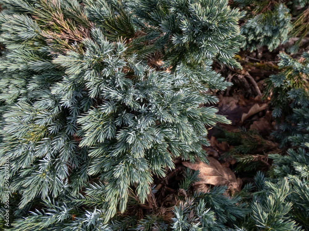 Dwarf evergreen shrub - Flaky juniper or singleseed juniper (juniperus ...
