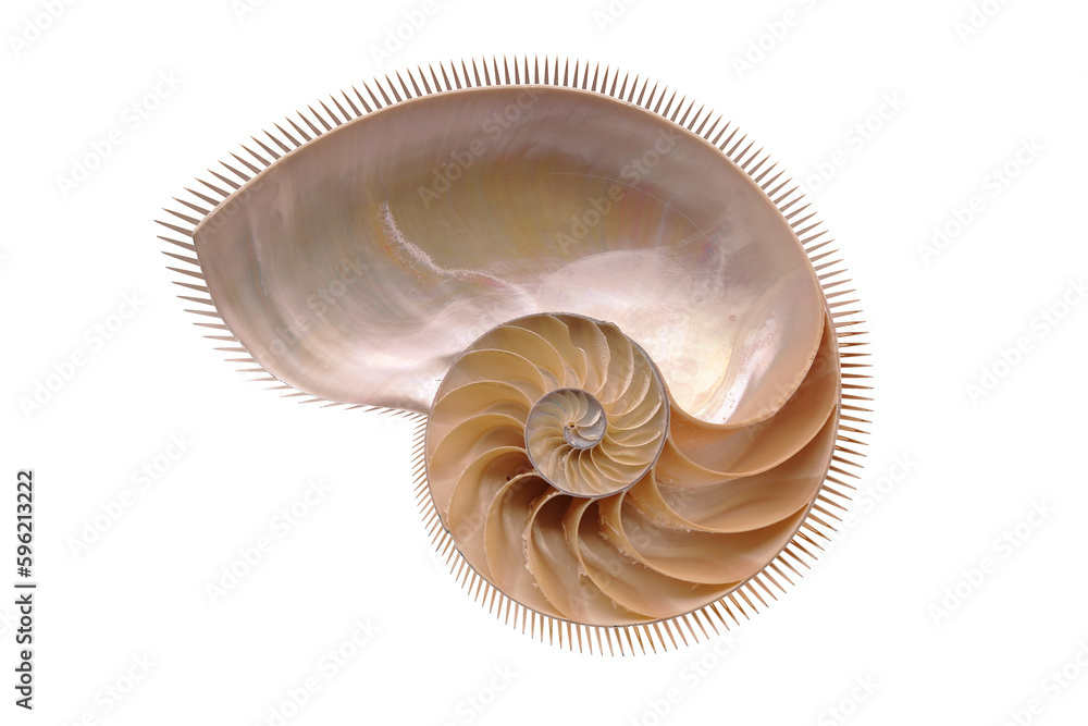 creative variations on the Nautilus shell, sectioned in half ...