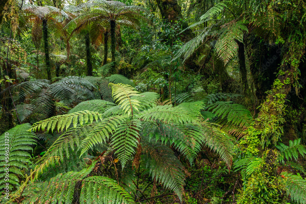 New Zealand, South Island New Zealand, Ferns in lush green temperate ...