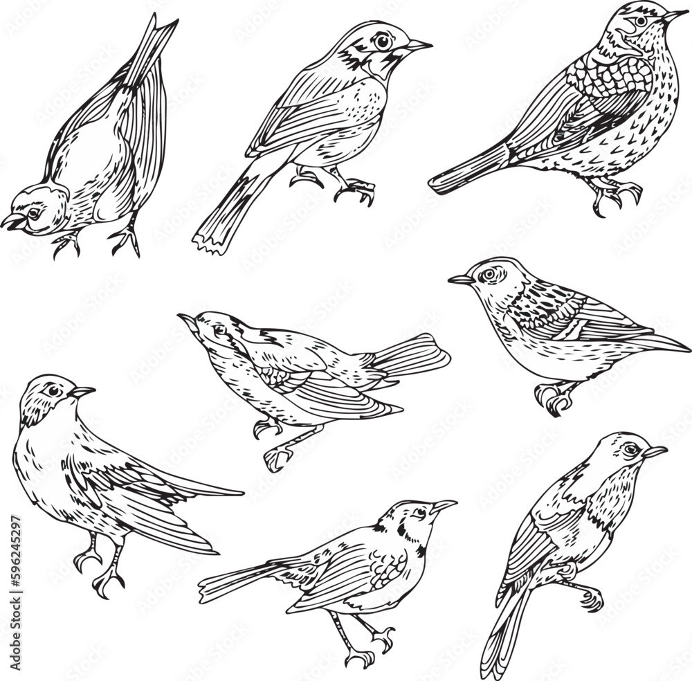 pack of outline birds vector illustration isolated in white background ...