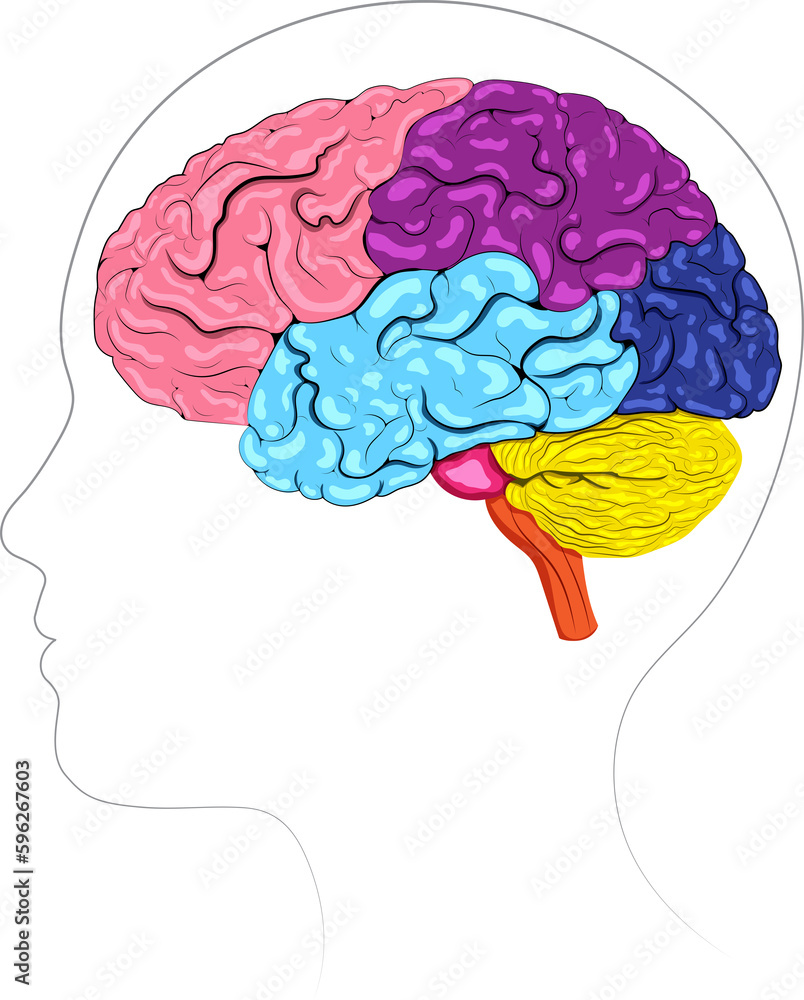 The brain has several key parts including the cerebrum, cerebellum ... The brain has several key parts including the cerebrum, cerebellum ...
