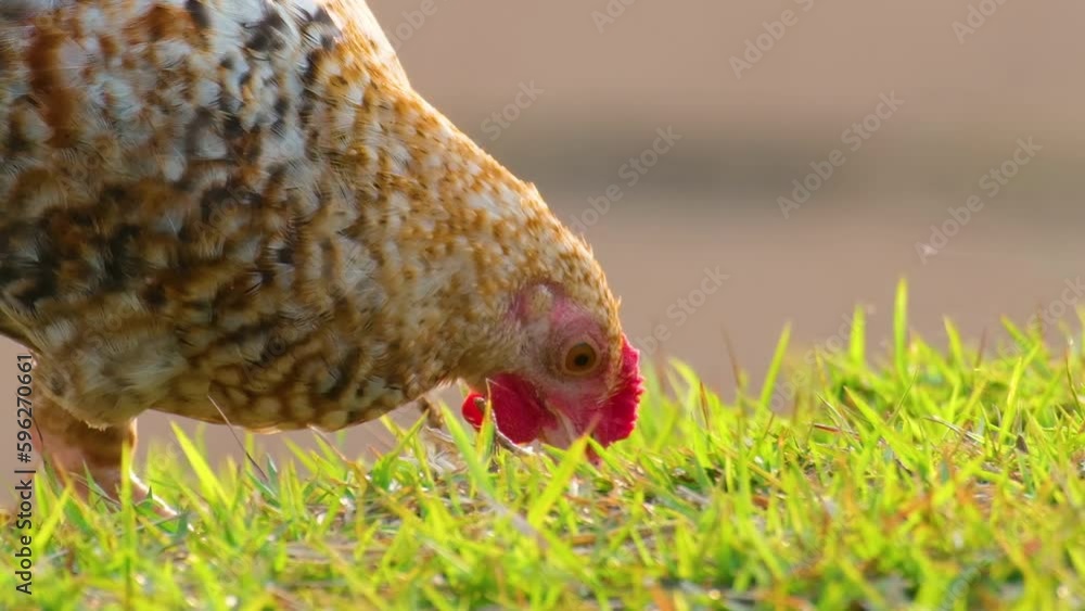Close up, A chicken scratches and pecks in the grass searching for food ...