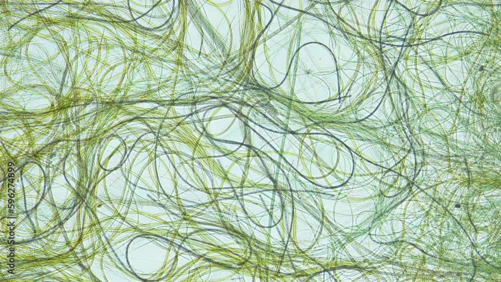 Movement of Cyanobacteria and Chlorobia under a microscope, domain ...