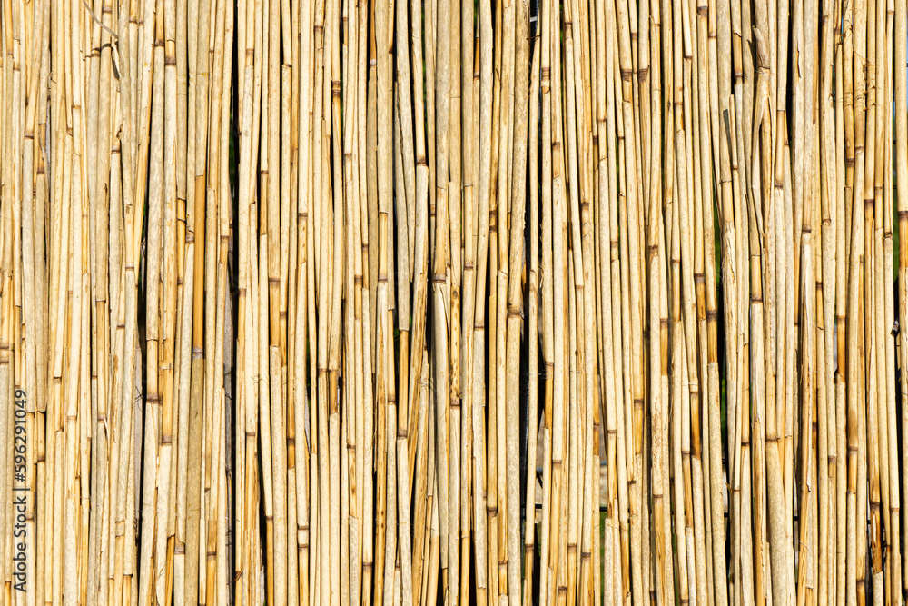 Fern reed screen. Hay wall. Straw fence. Dry grass texture. Parallel ...