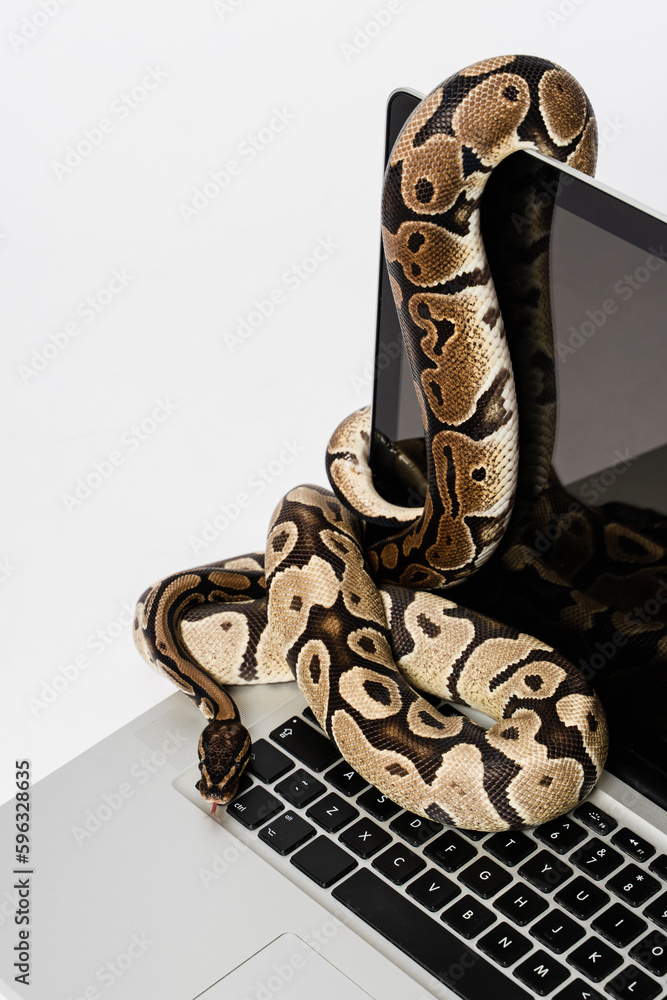 Python snakes and laptop computer. Concept of using high-level ...