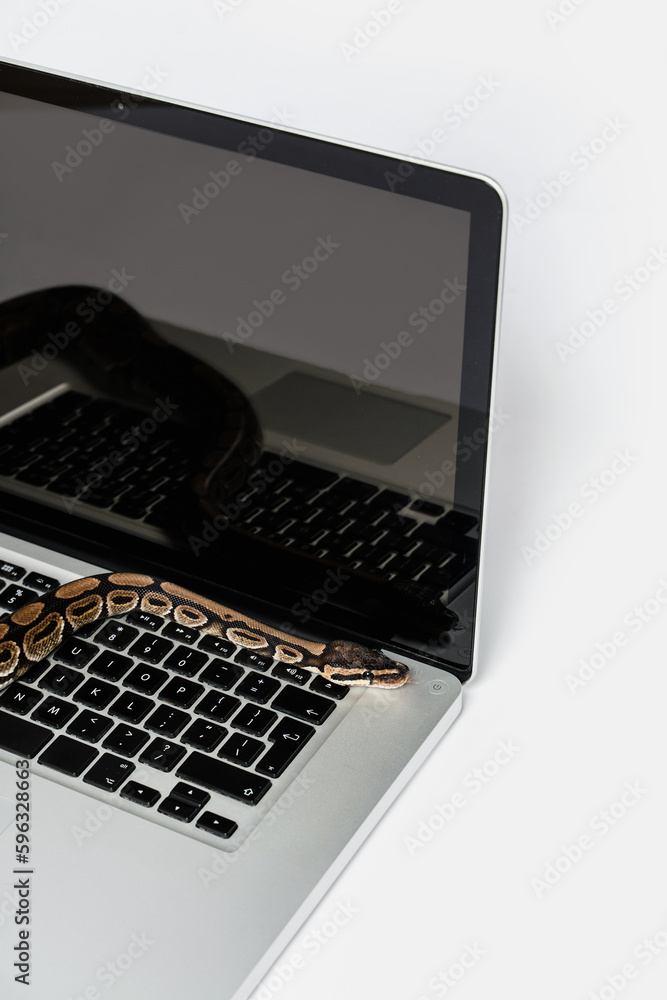 Python snakes and laptop computer. Concept of using high-level ...