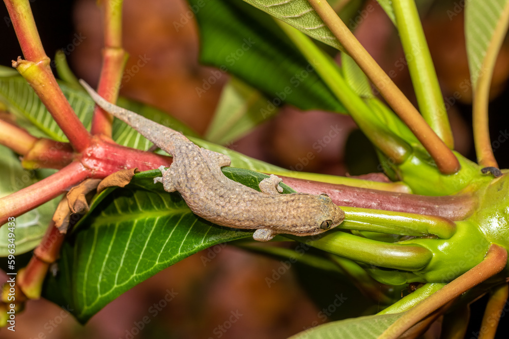 Grandidier's gecko (Geckolepis typica), endemic species of lizard in ...