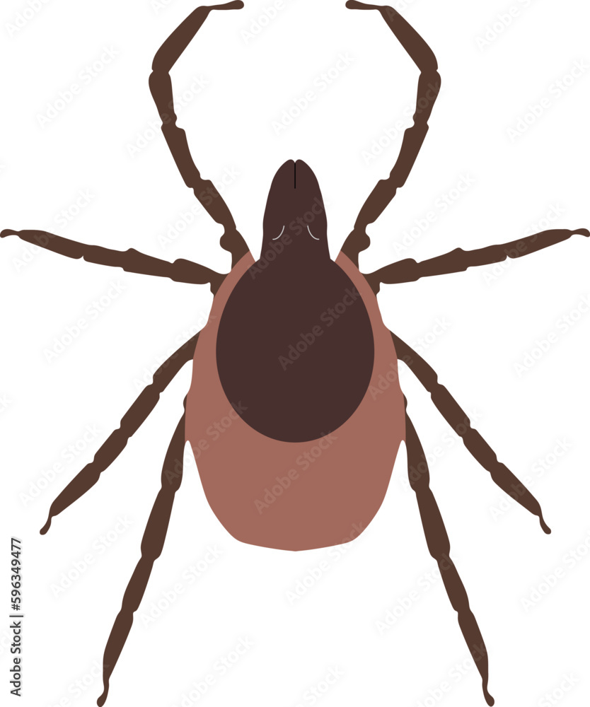 Vector a color de la garrapata del ciervo, enfermedad de Lyme Stock ...