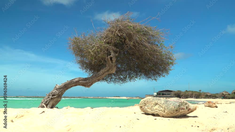 Scenic famous tree on a baby beach on Aruba island in Caribbean Sea ...