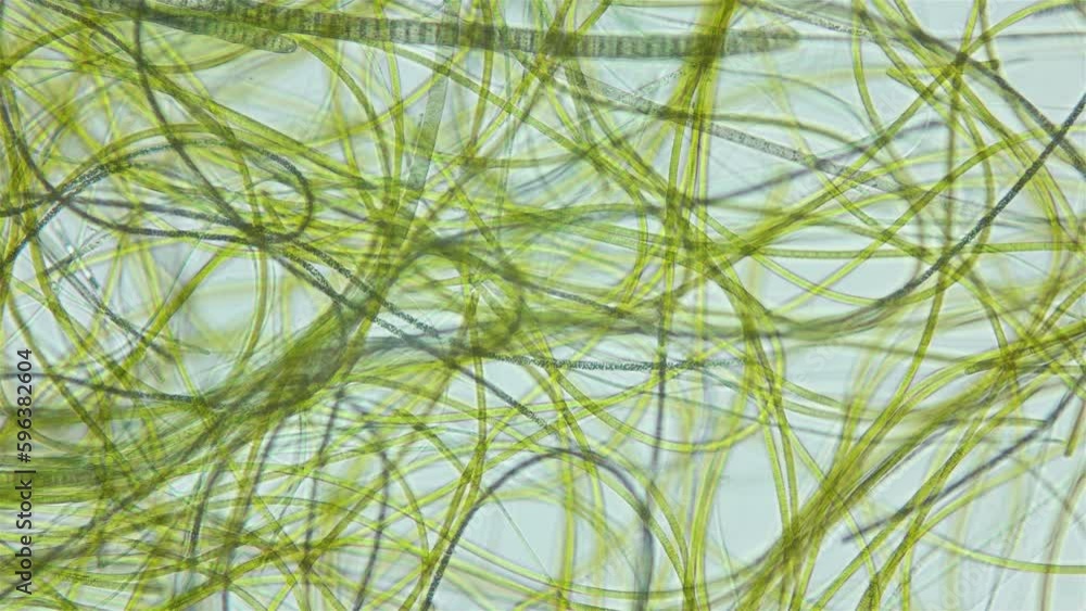 Vidéo Stock Movement of Cyanobacteria and Chlorobia under a microscope ...