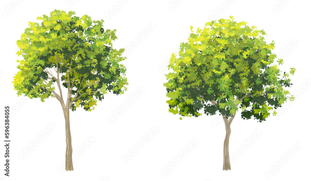 Vector watercolor of tree side view isolated on white background for ...
