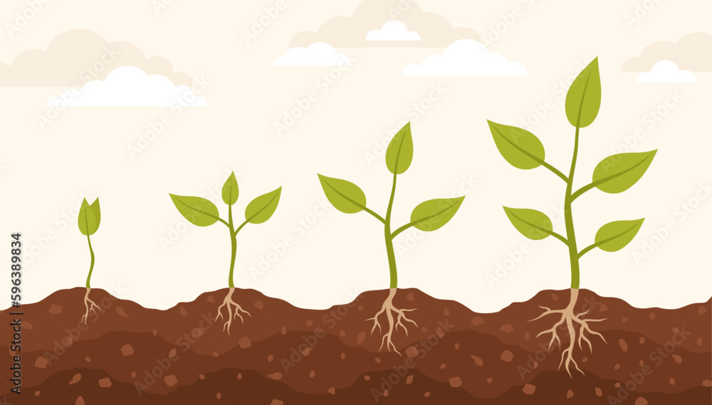 Infographics of plant growth phases. Plants planted in the ground. Flat ...