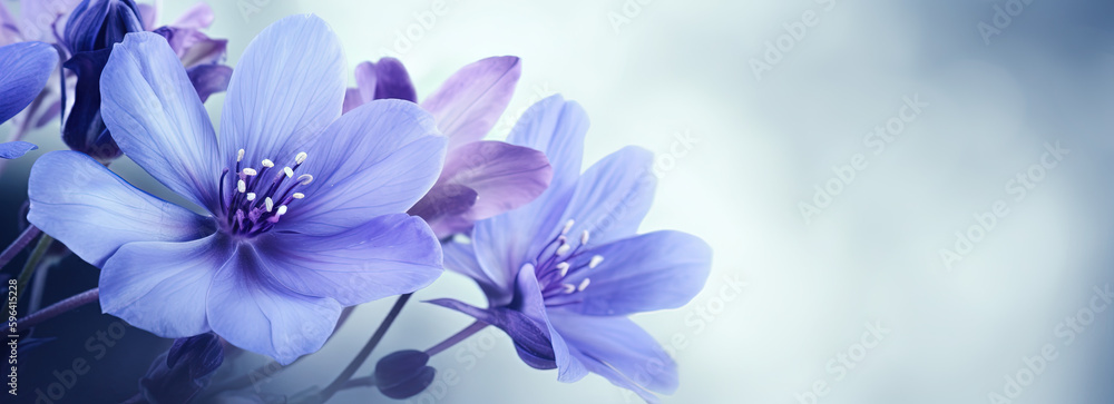 Flowers with a space for copy, for social media, websites , gifts ...