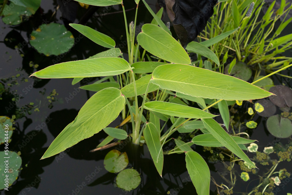 Aquatic plants. Closeup view of Thalia geniculata, also known as ...