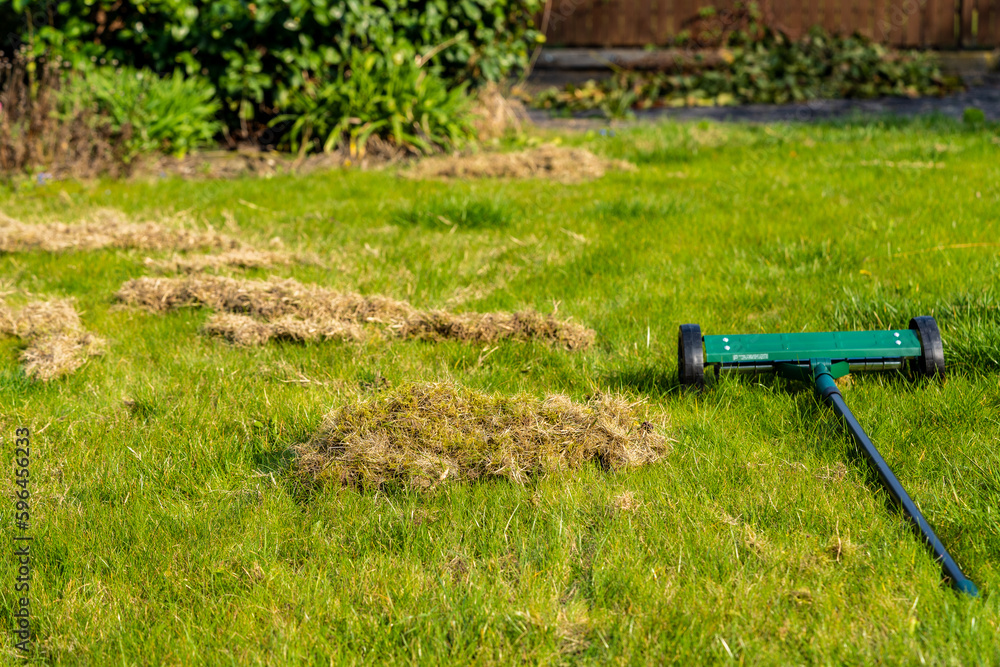 Removing Dead Grass After Winter Spring Care Of Grass Rural Garden Concept Debris Left Over
