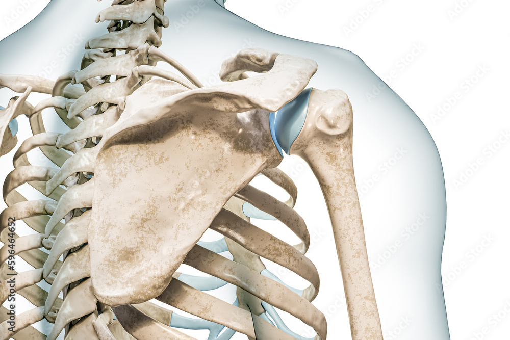 Scapula close-up view with body contours 3D rendering illustration ...