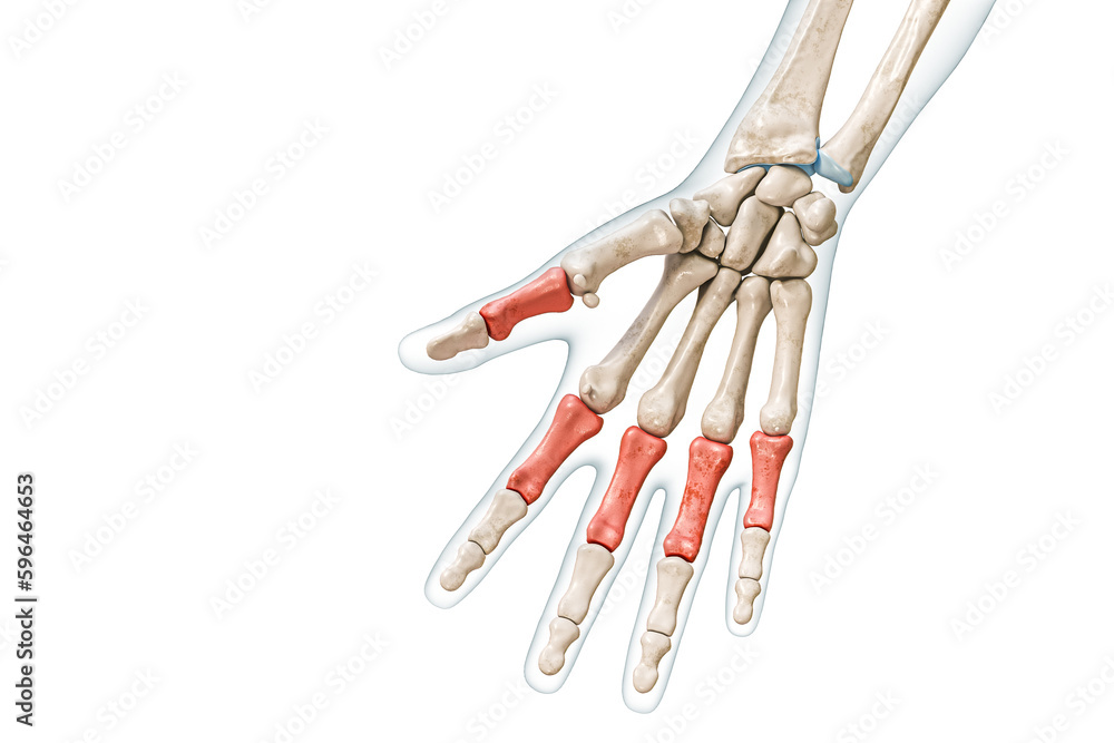 Proximal phalanx bones in red with body 3D rendering illustration ...