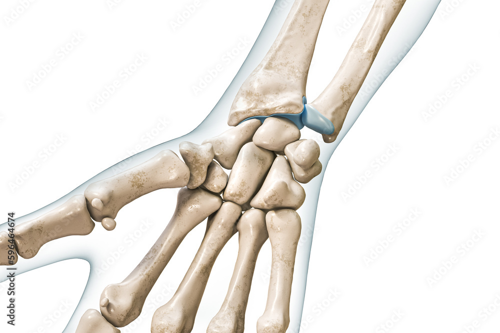 Carpal bones close-up with body contours 3D rendering illustration ...