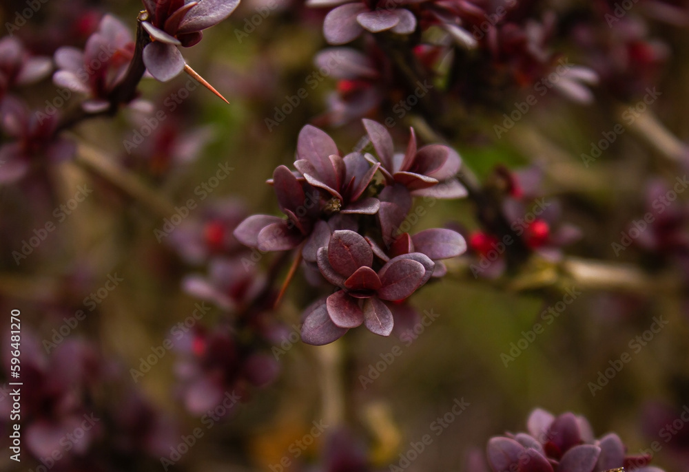 Barberry, branch of barberry with bright purple leaves closeup on a ...