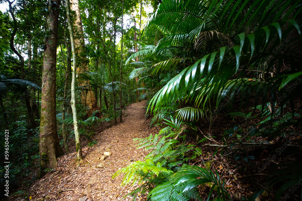 Beautiful unique lush rainforest in D'Aguilar National Park, palms in ...