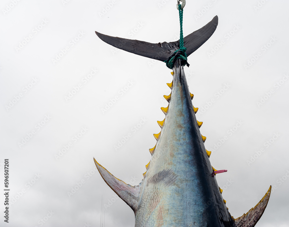 Fotka „Atlantic bluefin tuna hanging by its dark blue and silver color ...